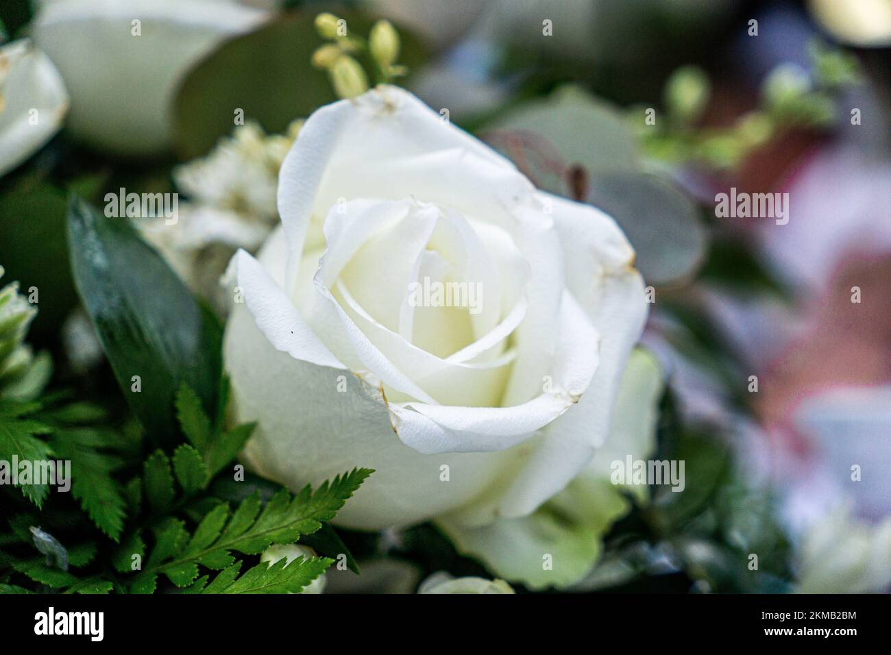 The close-up view of a white rose bulb of a flower bouquet Stock Photo ...