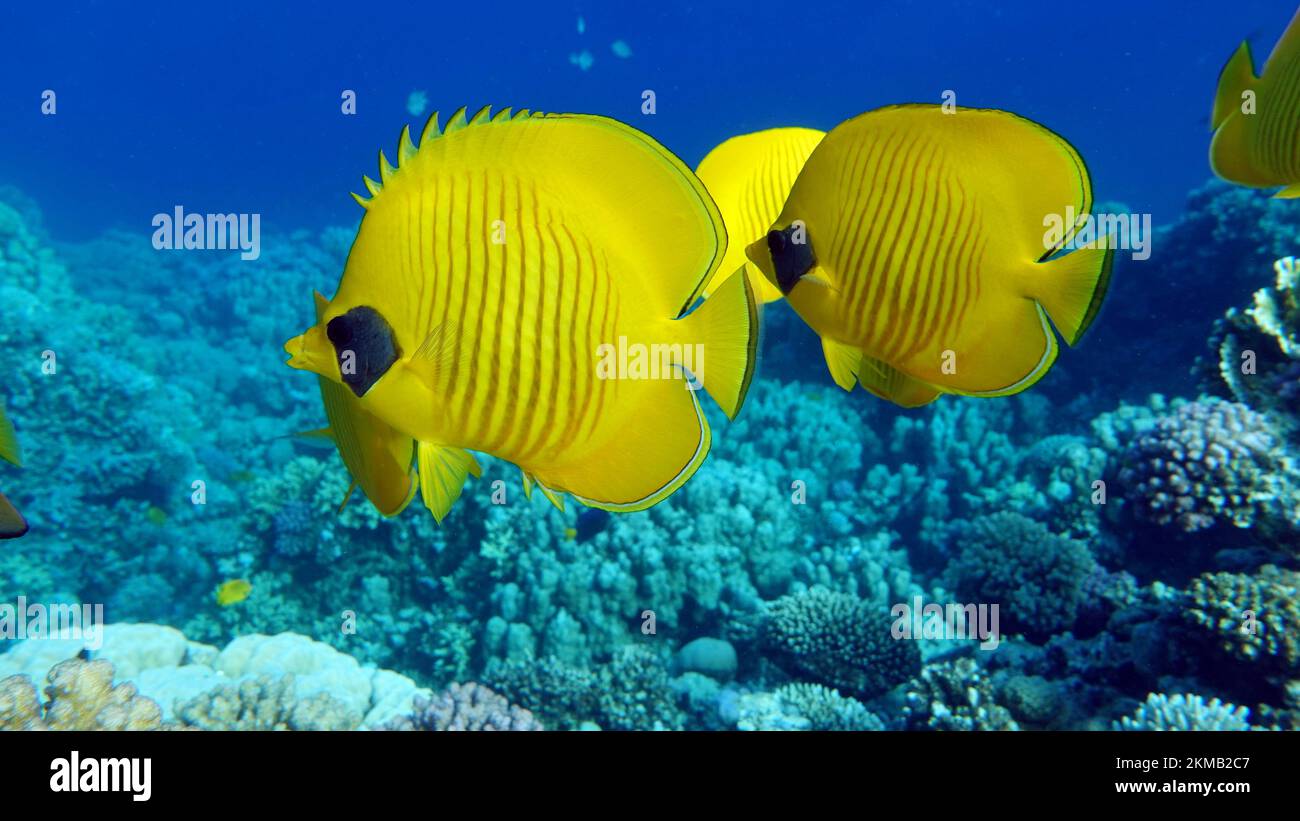 Masked butterflyfish. Fish - a type of bone fish Osteichthyes ...