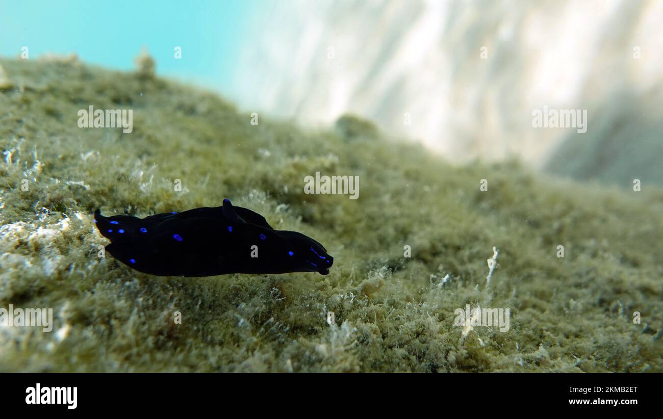 Beautiful coral reefs and Red Sea koral gardens Stock Photo - Alamy