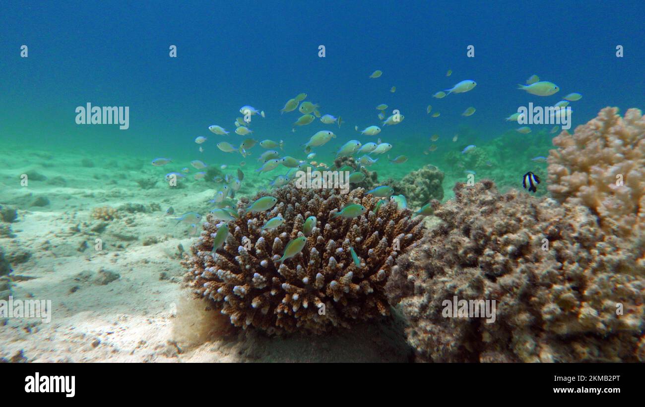 Colorful tropical fish on a coral reef, amazingly beautiful fairy world ...