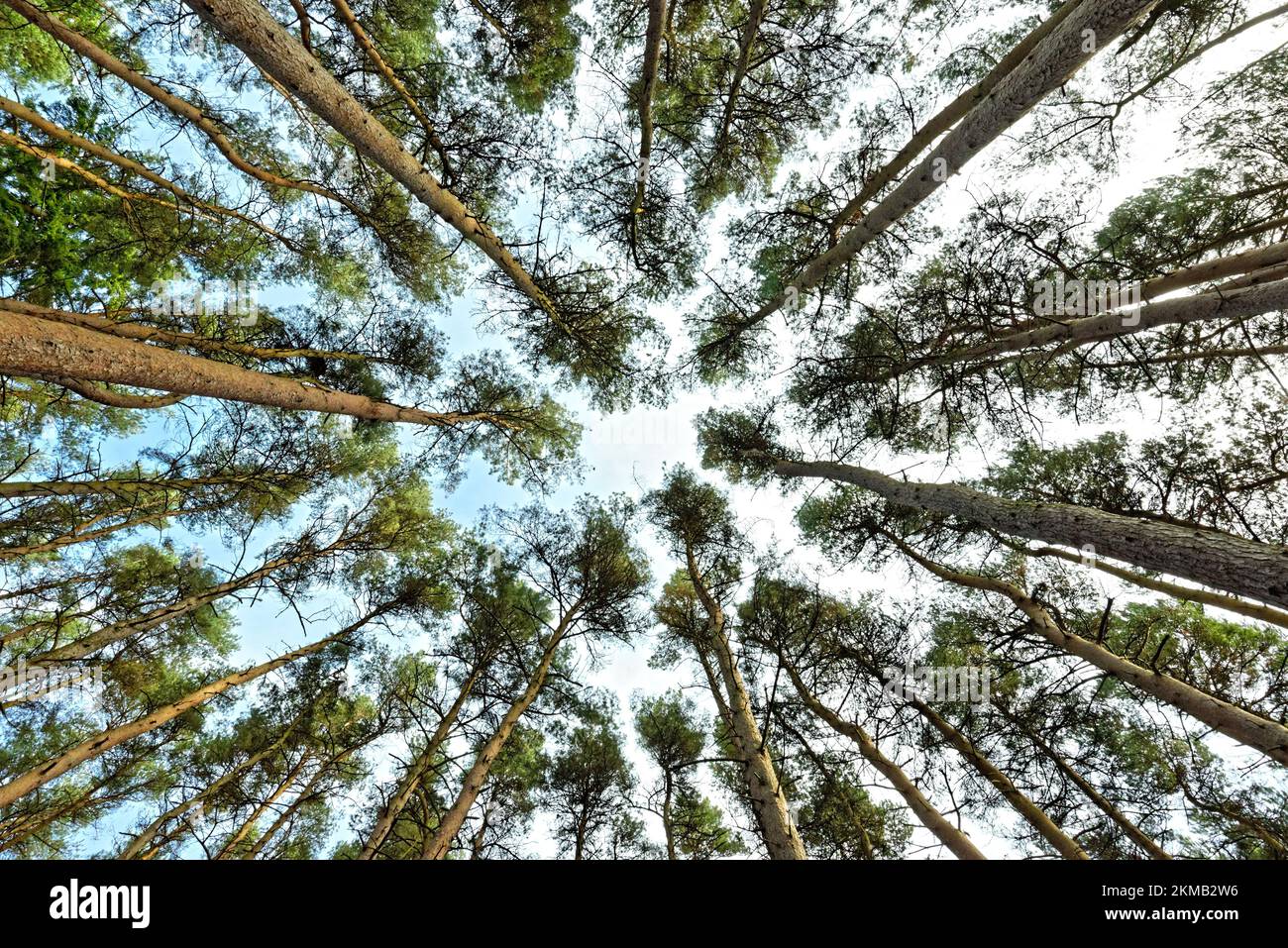 Trees looking straight up into canopy forest hi-res stock photography ...