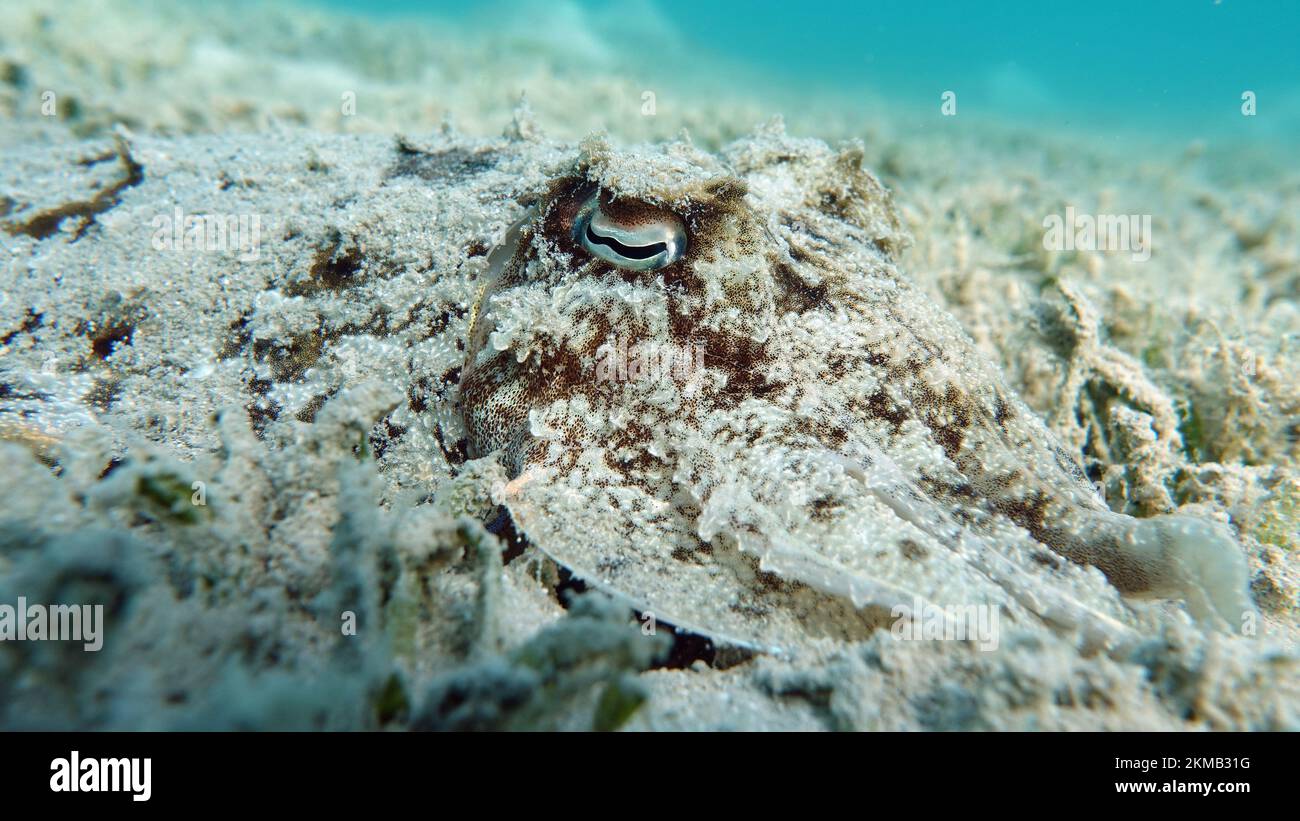 Sepia pharaonis. Mollusks, type of Mollusk. Head-footed mollusks ...