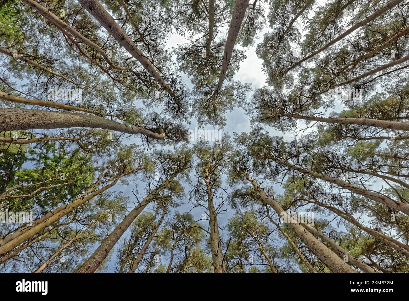 Looking Up through the trees Stock Photo - Alamy