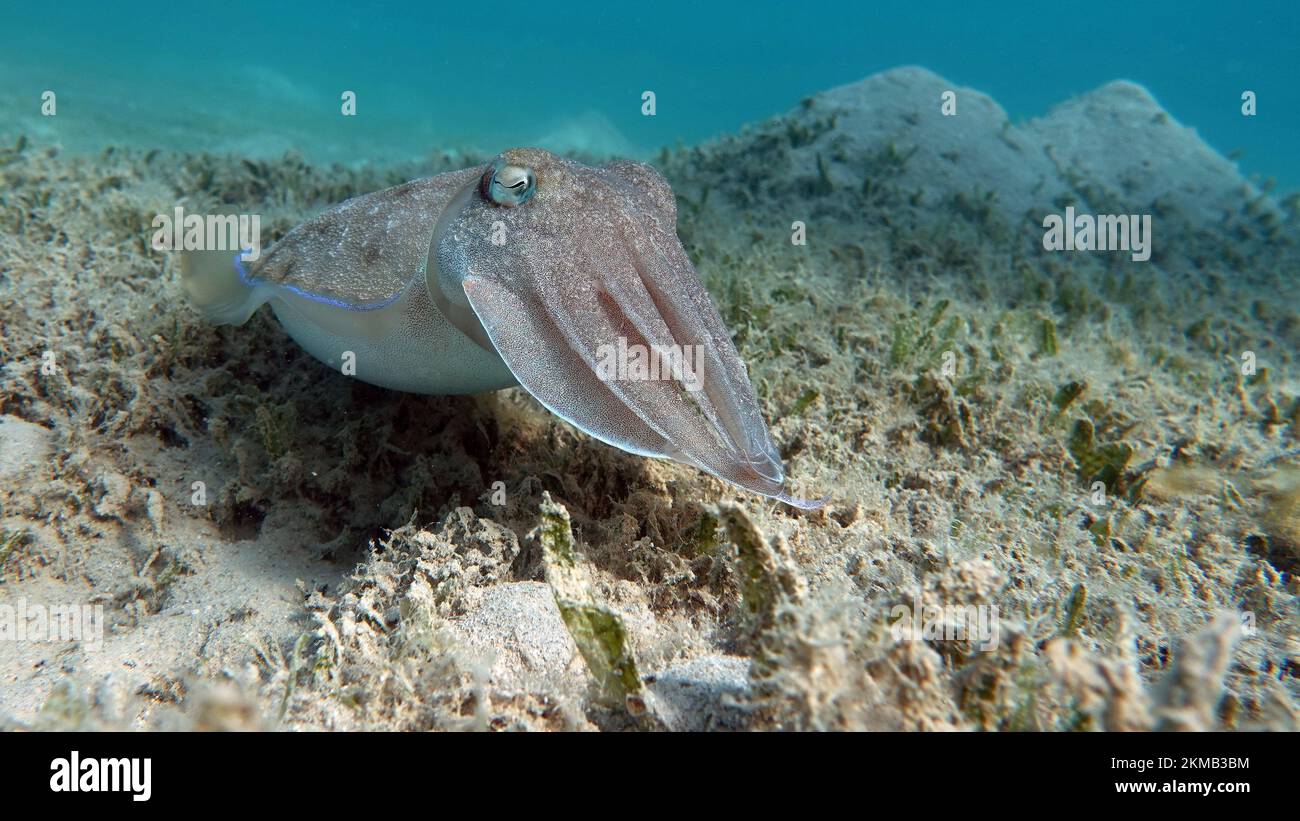 Sepia pharaonis. Mollusks, type of Mollusk. Head-footed mollusks ...