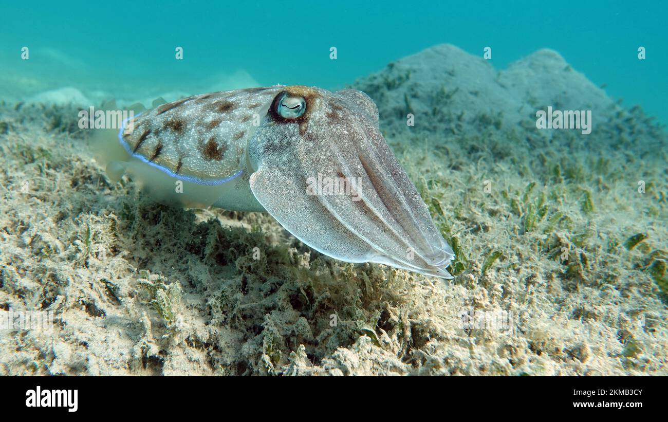 Sepia pharaonis. Mollusks, type of Mollusk. Head-footed mollusks ...