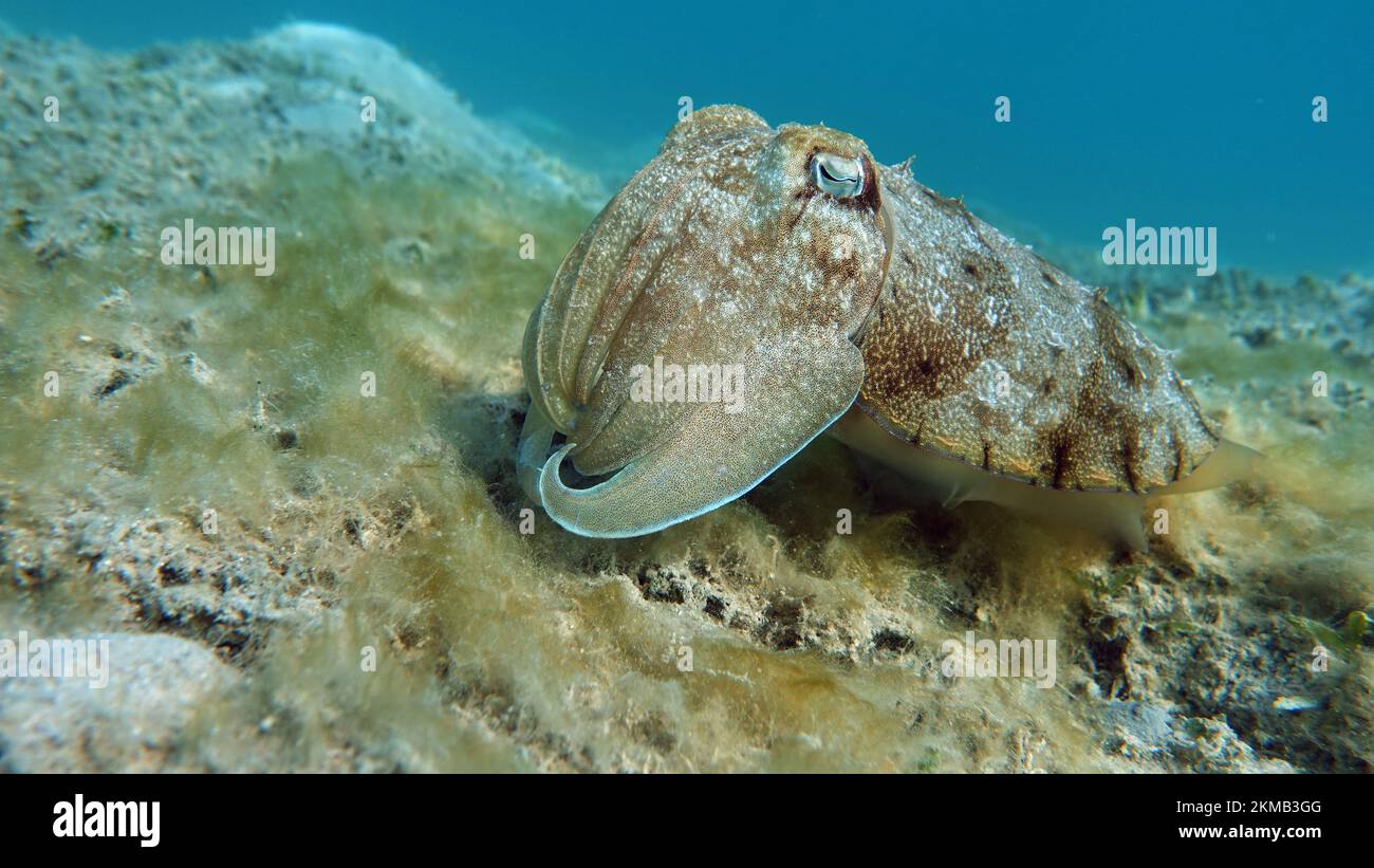 Sepia pharaonis mollusks type hi-res stock photography and images - Alamy