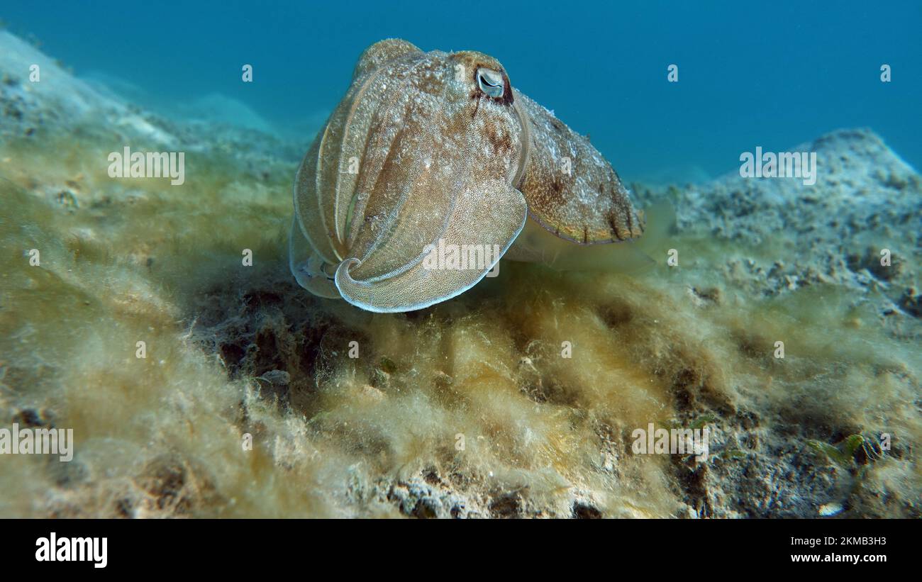 Sepia pharaonis. Mollusks, type of Mollusk. Head-footed mollusks ...