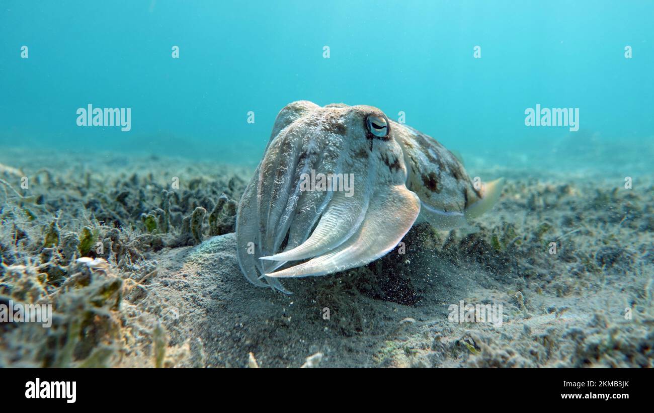 Sepia pharaonis. Mollusks, type of Mollusk. Head-footed mollusks ...
