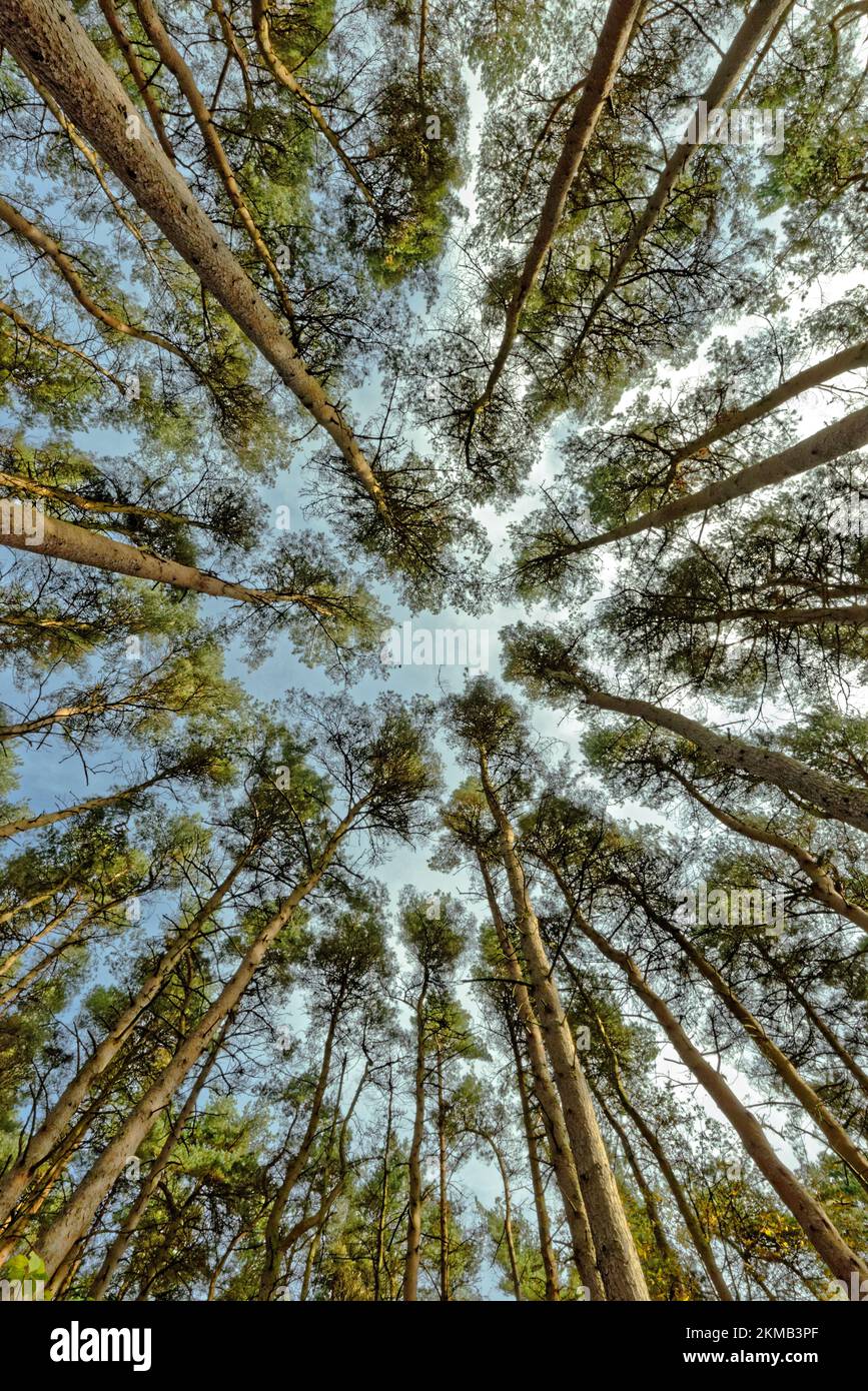 Trees looking straight up into canopy forest hi-res stock photography ...