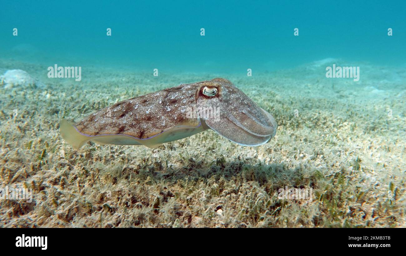 Sepia pharaonis. Mollusks, type of Mollusk. Head-footed mollusks ...