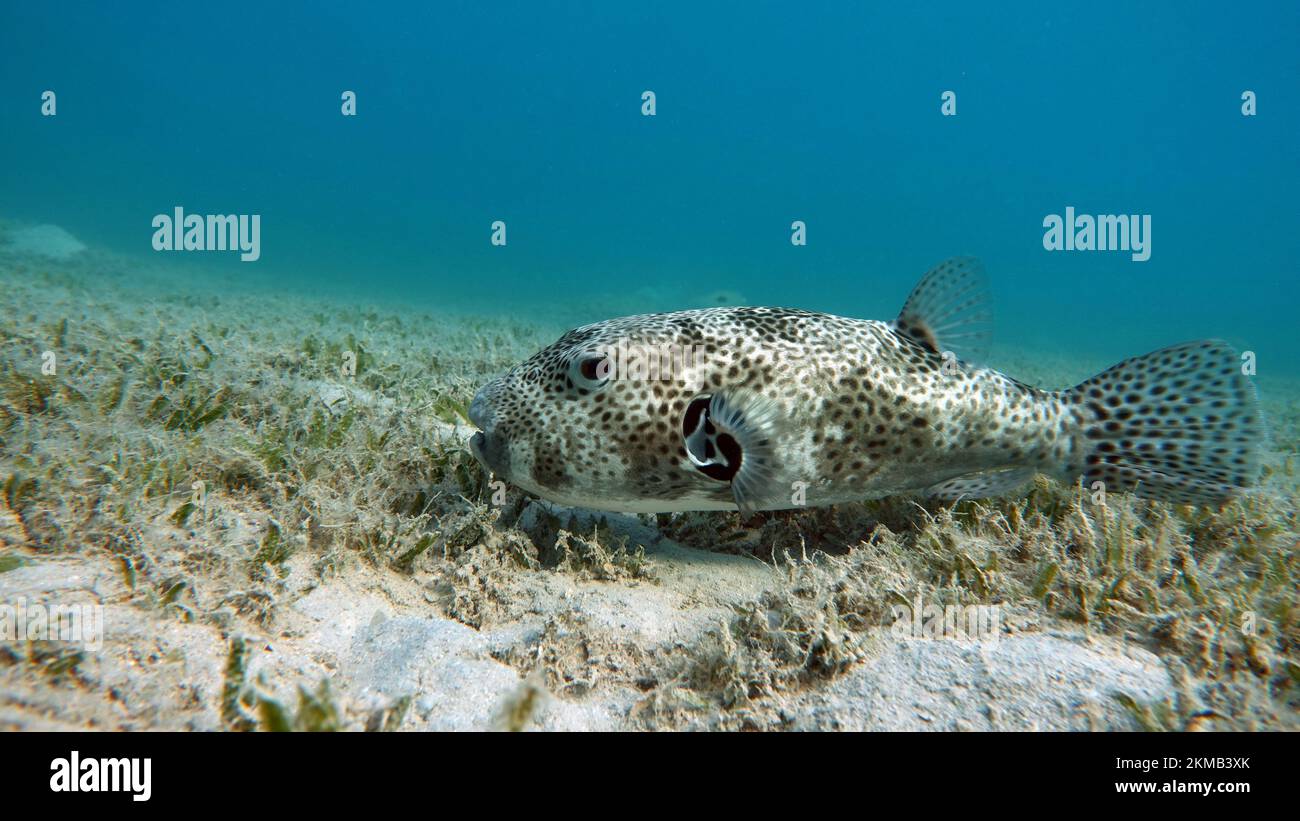 Arothron stellatus - Star puffer - This puffer (or arotron), one of the ...