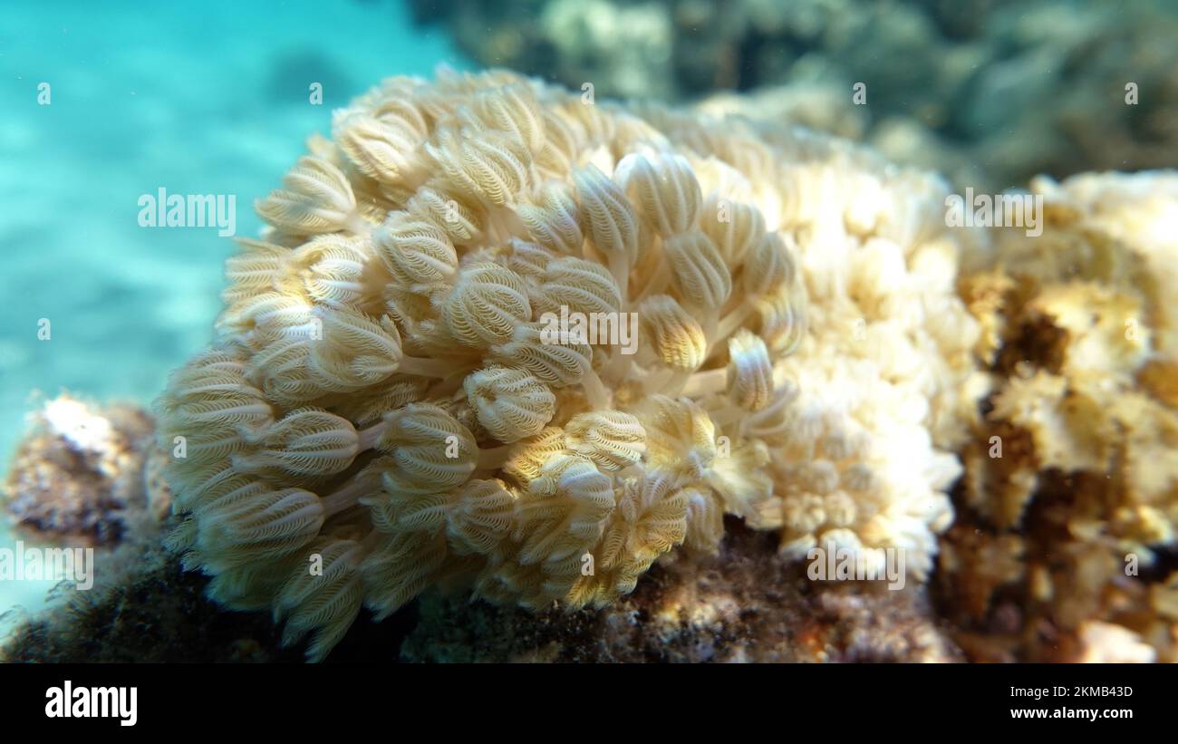 Beautiful coral reefs and Red Sea koral gardens Stock Photo - Alamy