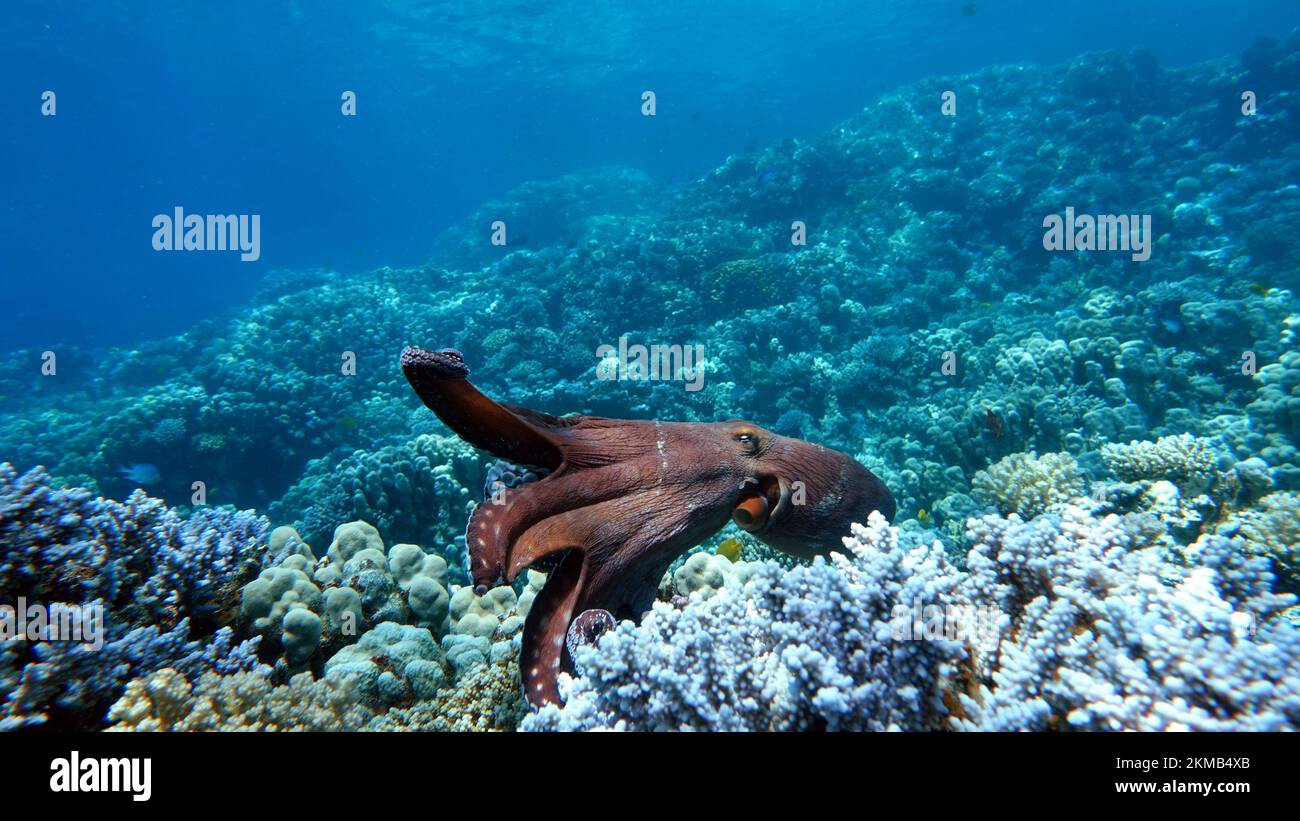Big Blue Octopus (Octopus cyanea) Octopus. Big Blue Octopus on the Red ...