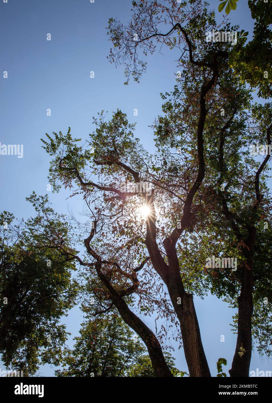 trees in the spring season on a sunny day, trees against a blue sky and ...