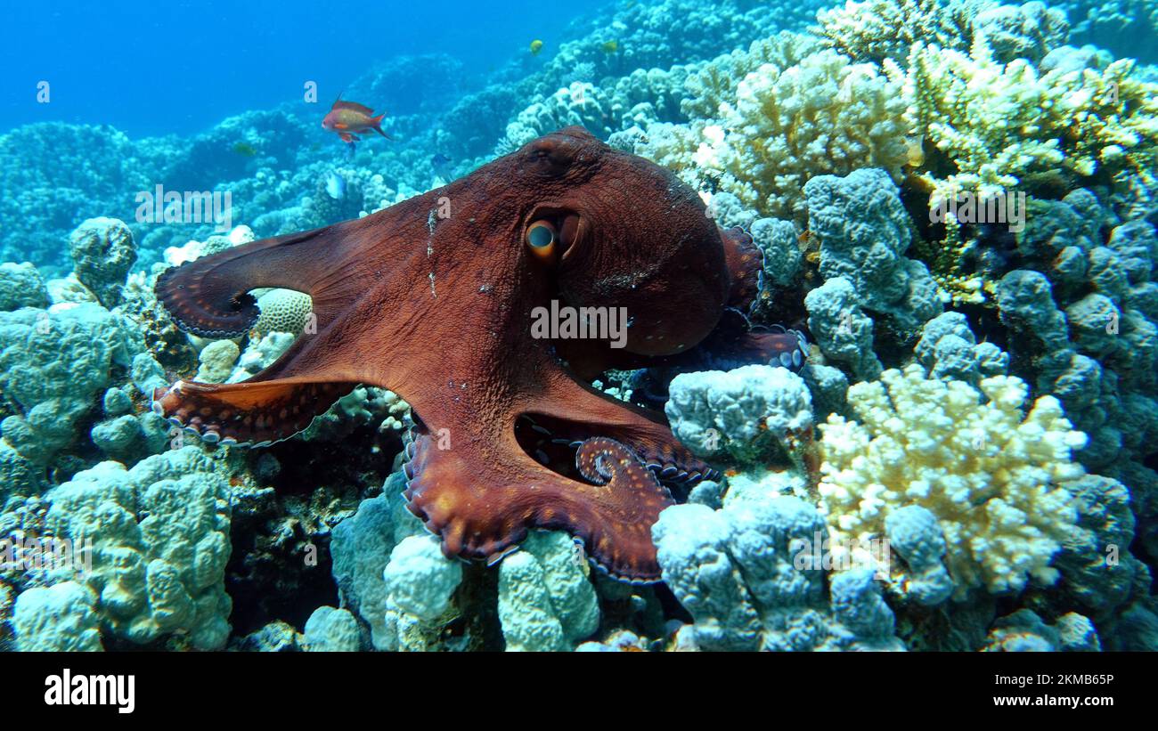 Big Blue Octopus (Octopus cyanea) Octopus. Big Blue Octopus on the Red ...