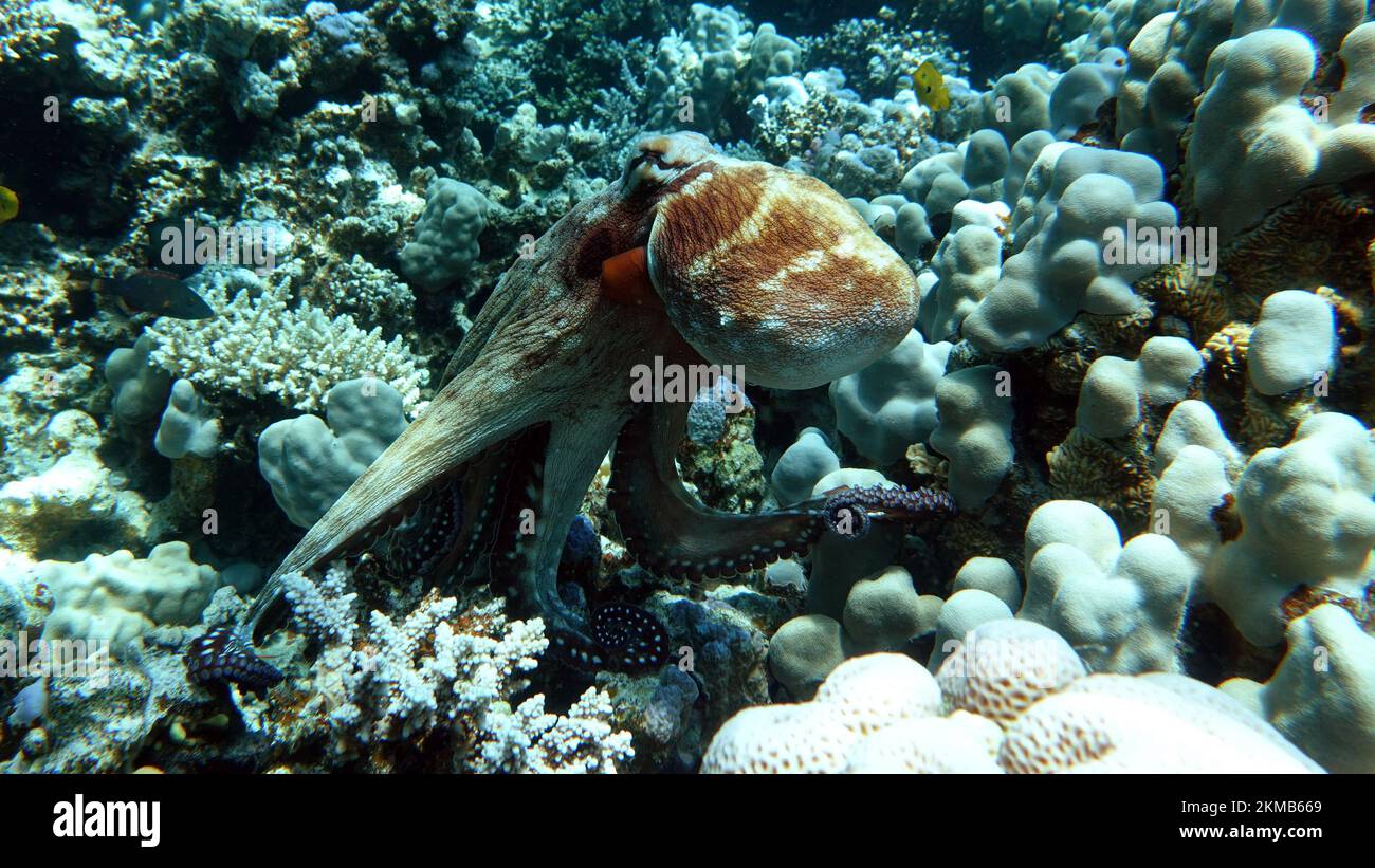 Big Blue Octopus (Octopus cyanea) Octopus. Big Blue Octopus on the Red ...