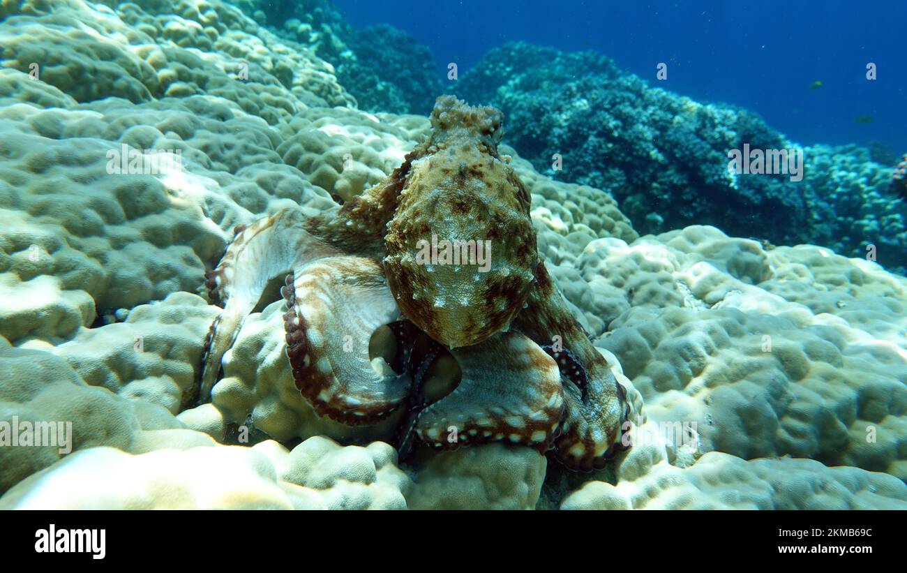 Big Blue Octopus (Octopus cyanea) Octopus. Big Blue Octopus on the Red ...