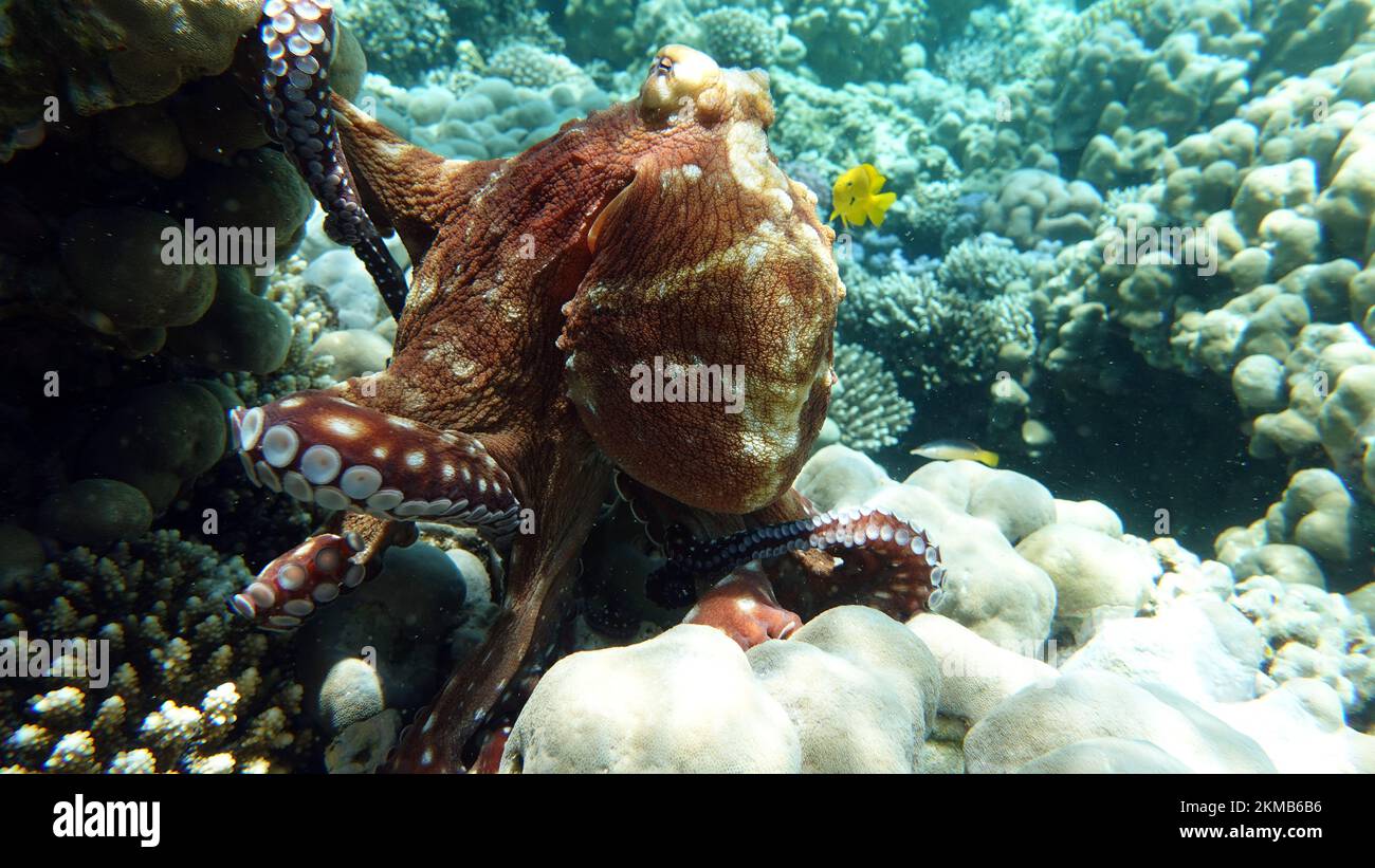Big Blue Octopus (Octopus cyanea) Octopus. Big Blue Octopus on the Red ...