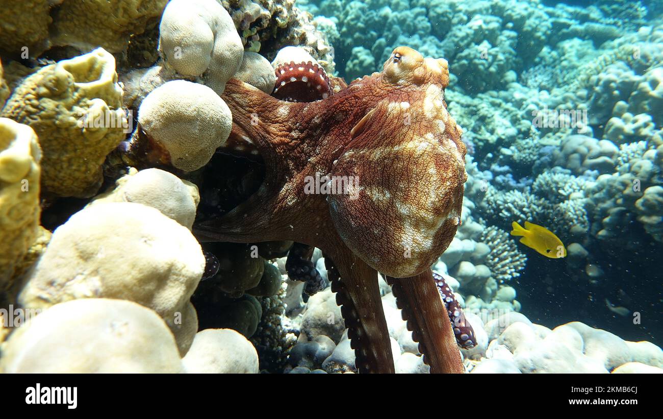 Big Blue Octopus (Octopus cyanea) Octopus. Big Blue Octopus on the Red ...