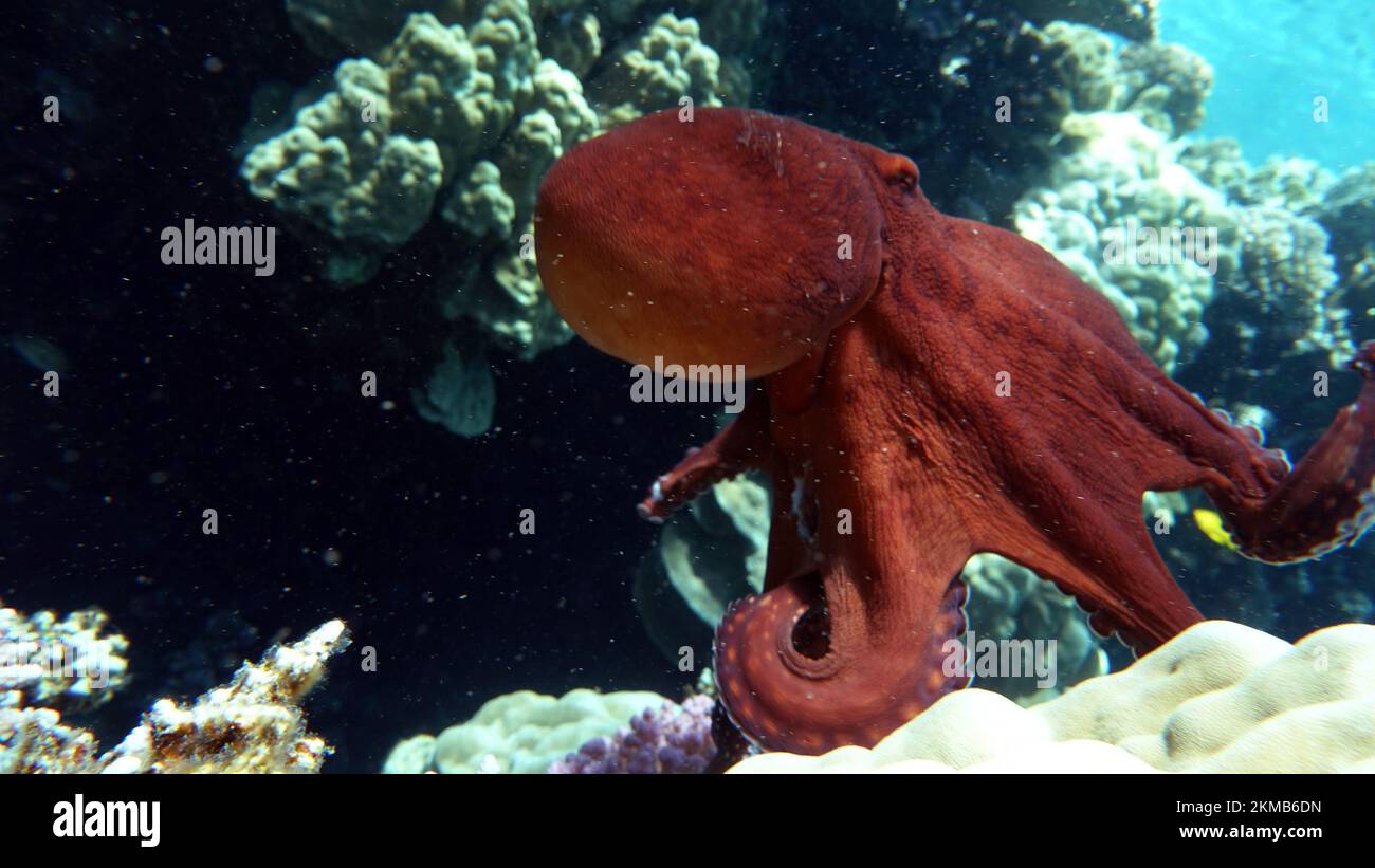 Big Blue Octopus (Octopus cyanea) Octopus. Big Blue Octopus on the Red ...
