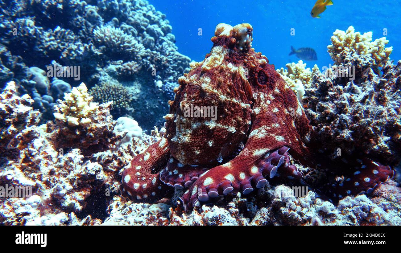 Big Blue Octopus (Octopus cyanea) Octopus. Big Blue Octopus on the Red ...