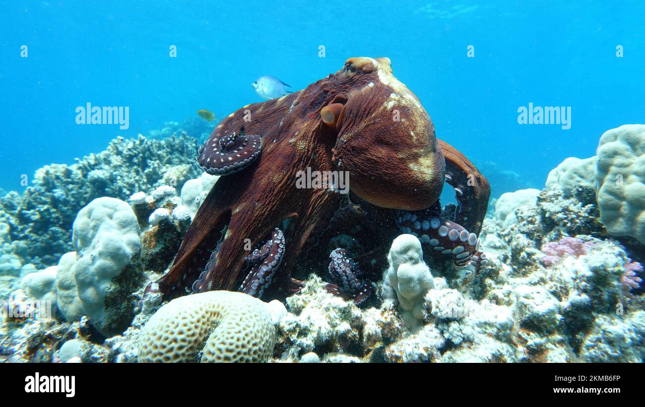 Big Blue Octopus (Octopus cyanea) Octopus. Big Blue Octopus on the Red ...