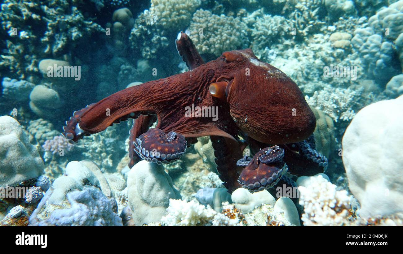 Big Blue Octopus (Octopus cyanea) Octopus. Big Blue Octopus on the Red ...