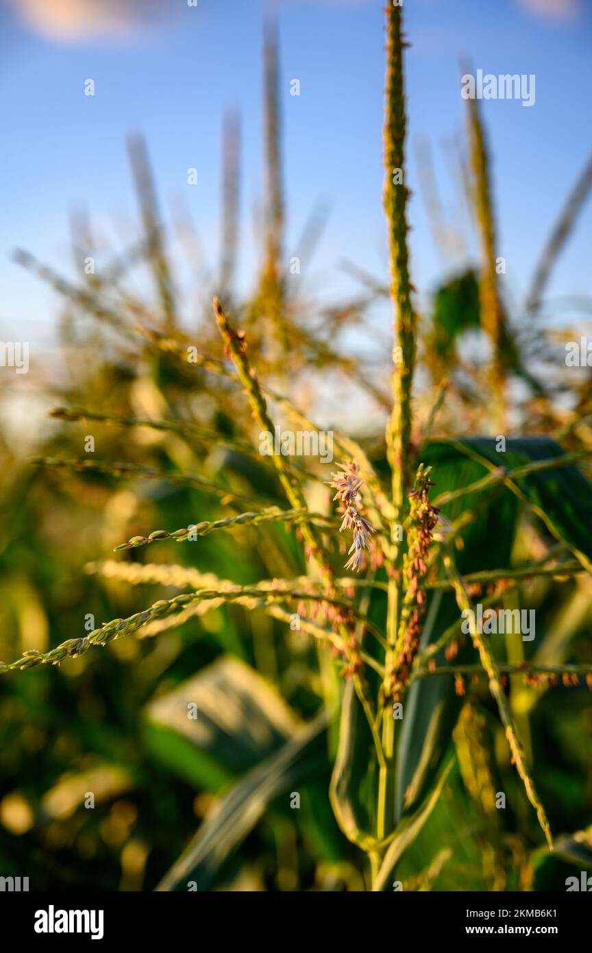 Row of sweet corn with pollen in a garden Stock Photo - Alamy