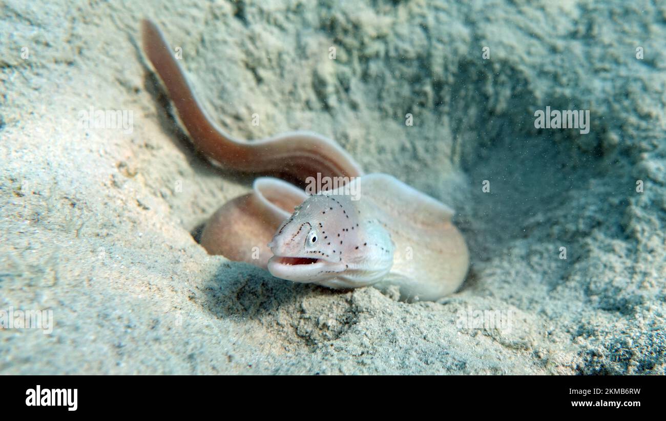 Moray eels. Fishes - a type of bone fish Osteichthyes. Moray eels ...
