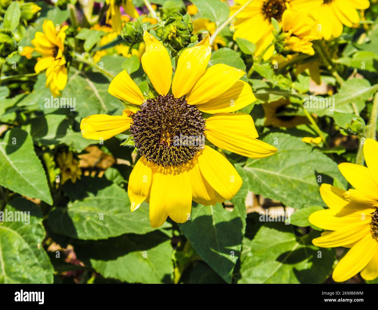 Sunflower (Helianthus) with broken petals photographed in the sunny day ...