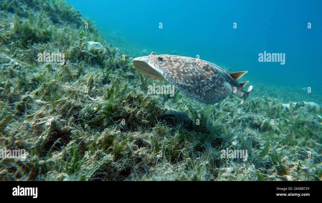 Stingrays. Leopard Electric Stingray - This electric stingray grows up ...