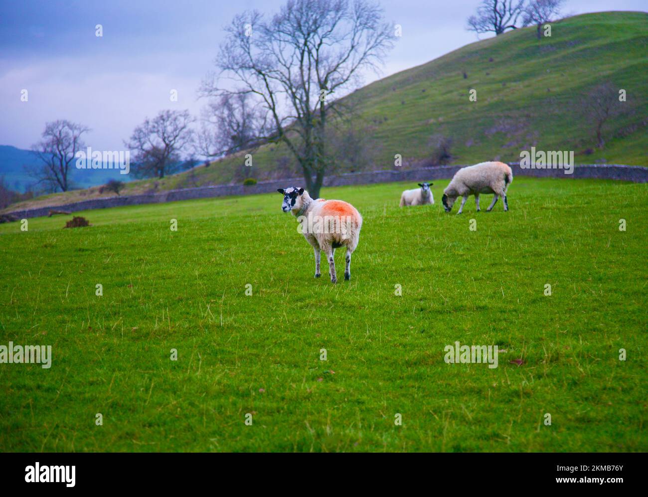 A handsome looking sheep on Pendle Hill, Lancashire, United Kingdom ...