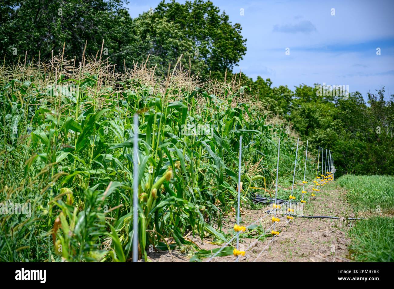 Field corn behind fence hi-res stock photography and images - Alamy