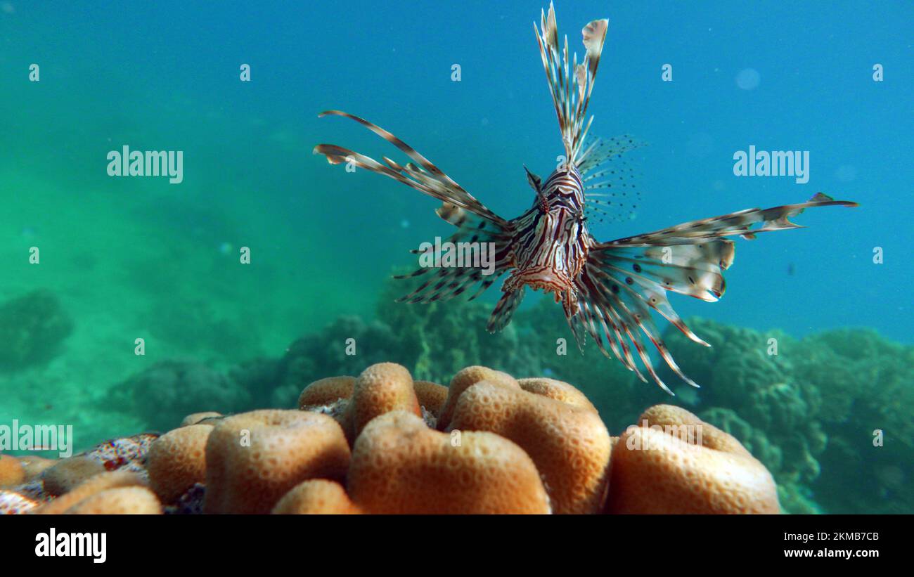 Lion Fish in the Red Sea. Lion Fish in the Red Sea in clear blue water ...