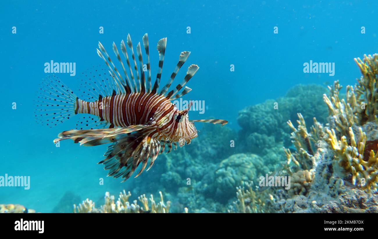 Lion Fish in the Red Sea. Lion Fish in the Red Sea in clear blue water ...