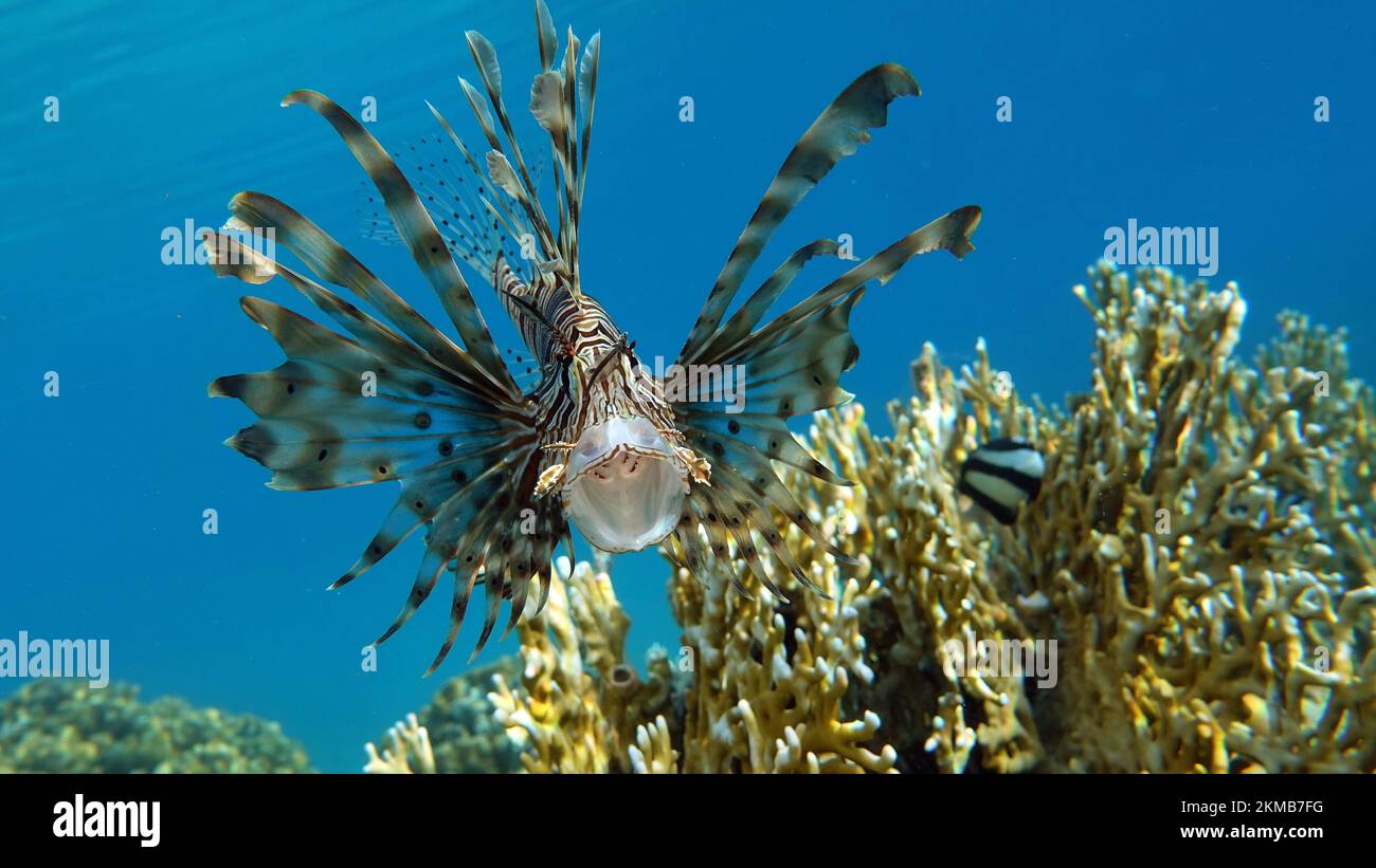 Lion Fish in the Red Sea. Lion Fish in the Red Sea in clear blue water ...