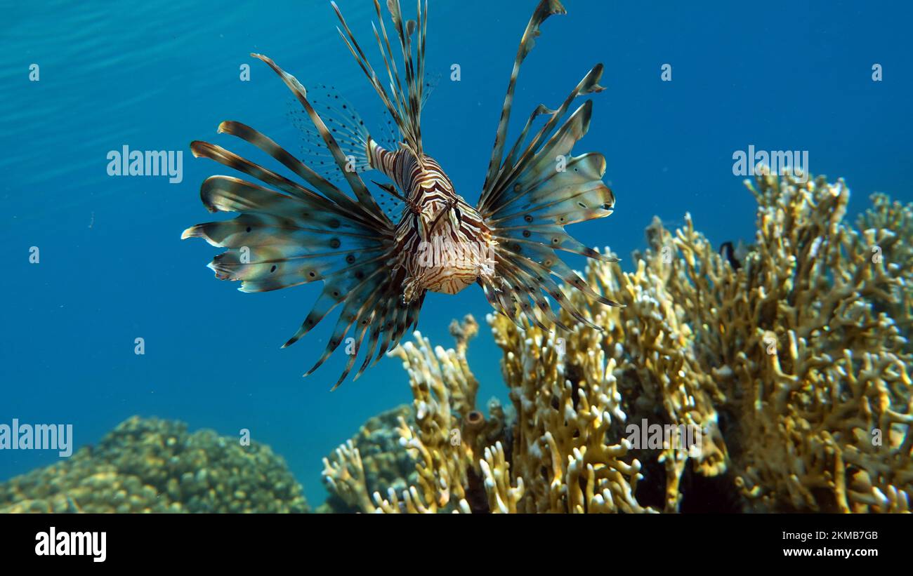 Lion Fish in the Red Sea. Lion Fish in the Red Sea in clear blue water ...