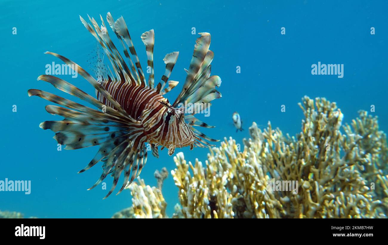 Lion Fish in the Red Sea. Lion Fish in the Red Sea in clear blue water ...