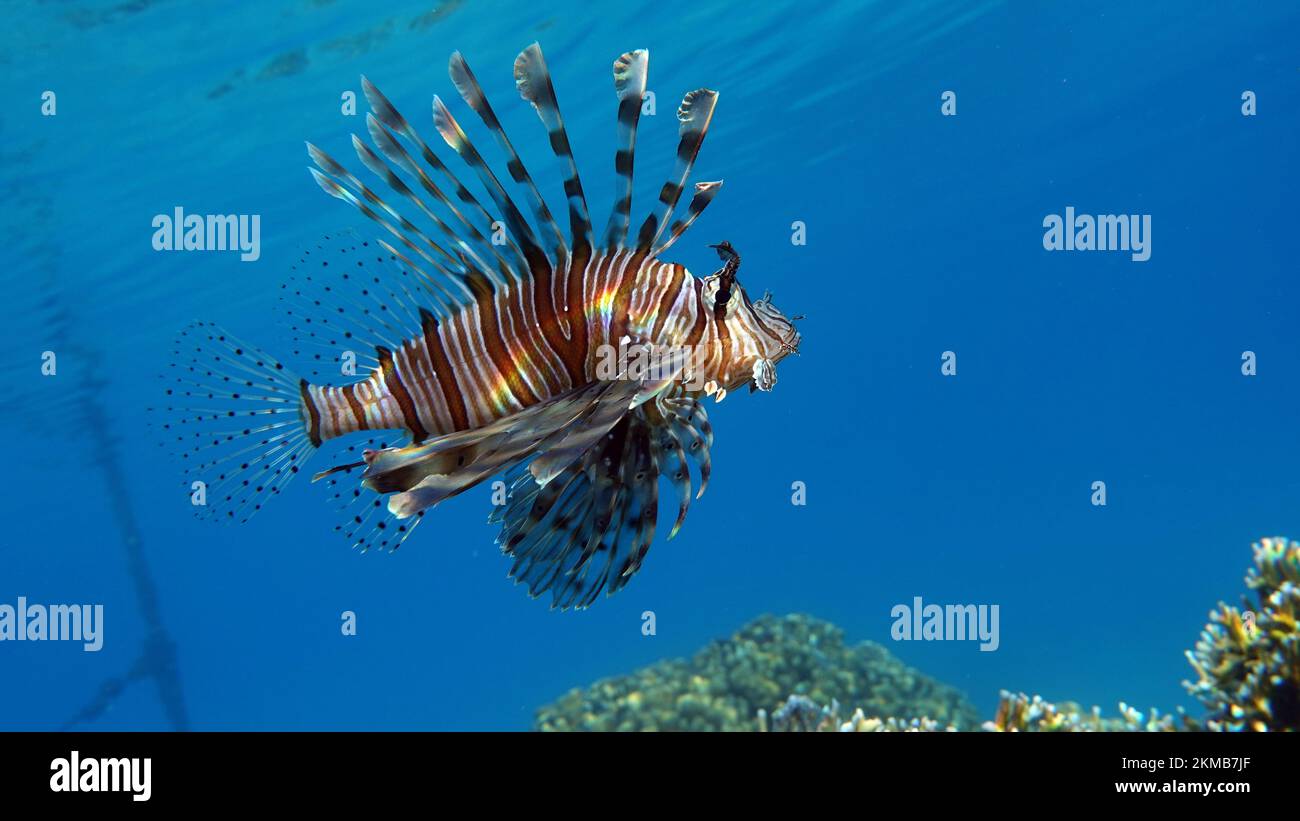 Lion Fish in the Red Sea. Lion Fish in the Red Sea in clear blue water ...