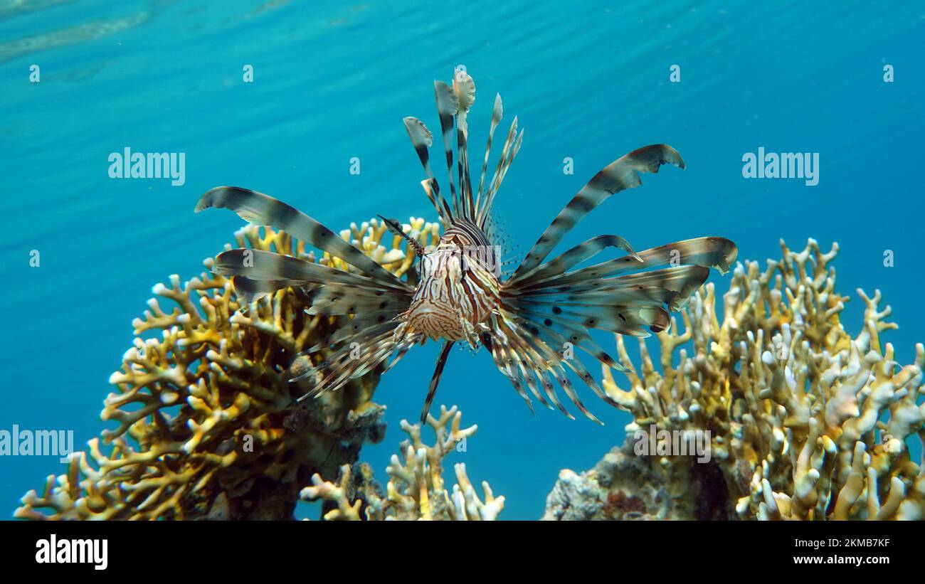 Tropical fish garden lion fish hi-res stock photography and images - Alamy