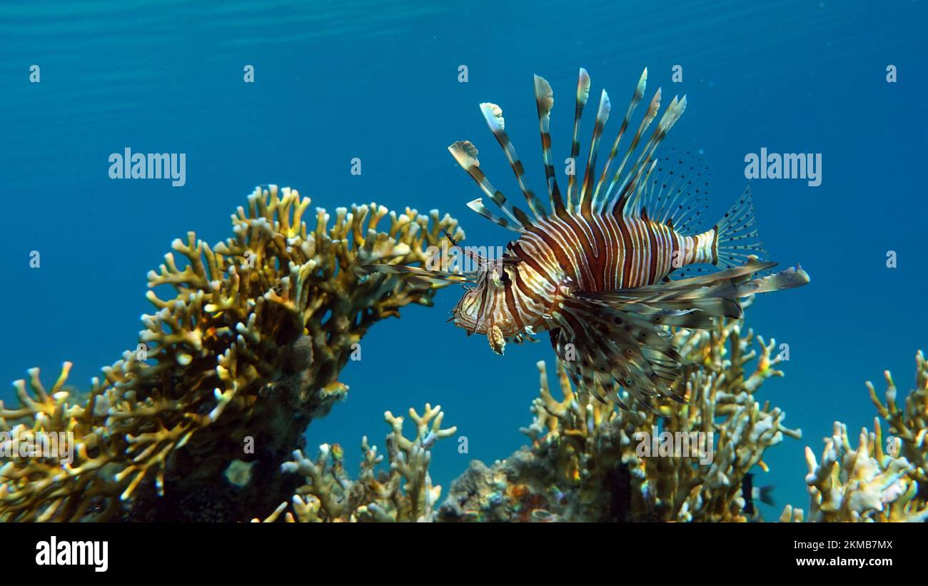 Lion Fish in the Red Sea. Lion Fish in the Red Sea in clear blue water ...