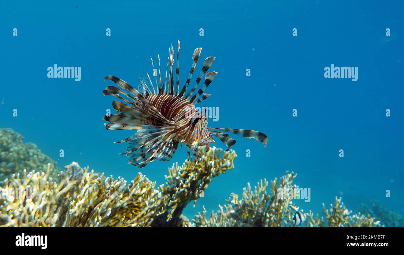 Lion Fish in the Red Sea. Lion Fish in the Red Sea in clear blue water ...