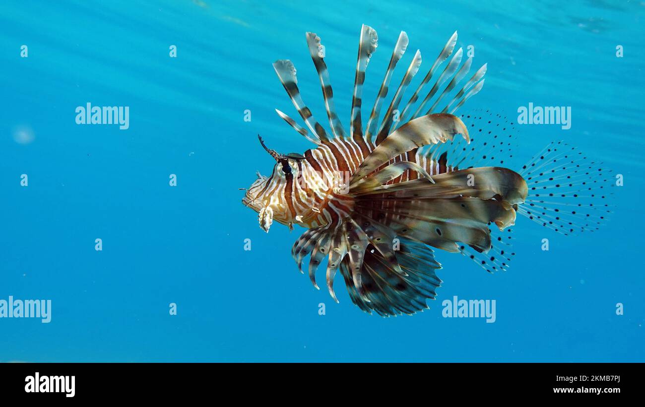 Lion Fish in the Red Sea. Lion Fish in the Red Sea in clear blue water ...