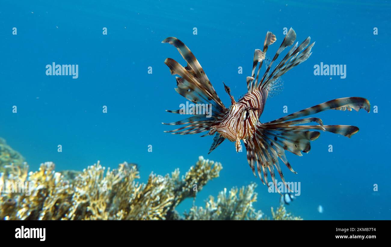 Lion Fish in the Red Sea. Lion Fish in the Red Sea in clear blue water ...