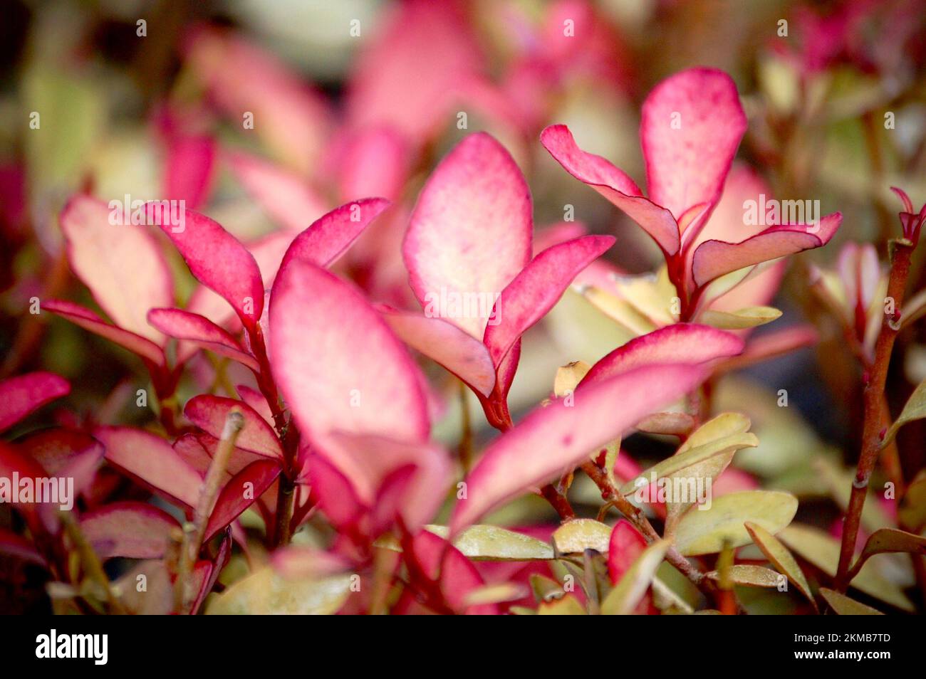 Pseudowintera colorata ‘Marjorie Congreve’ Pepper Tree Shrub Stock ...