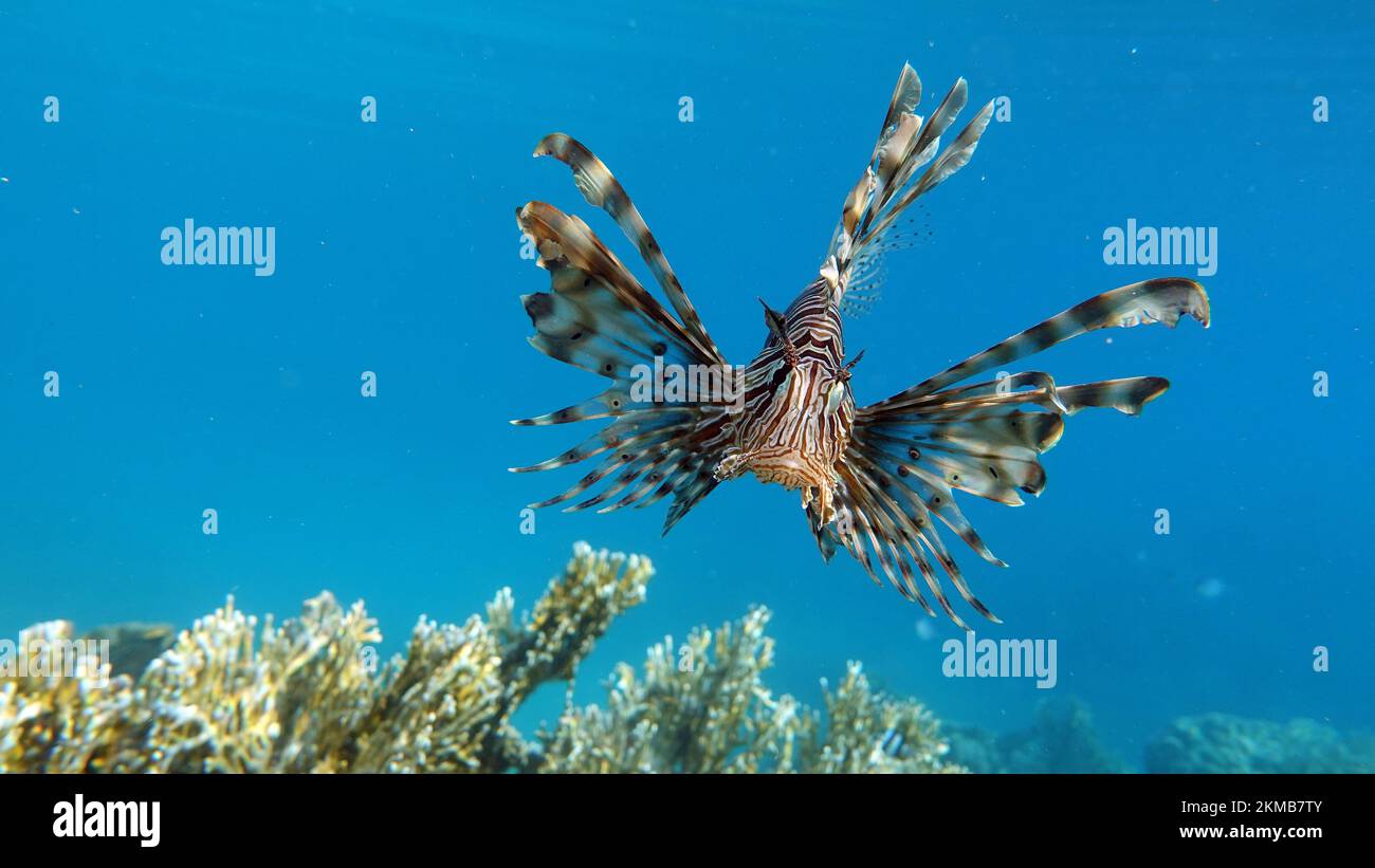 Lion Fish in the Red Sea. Lion Fish in the Red Sea in clear blue water ...