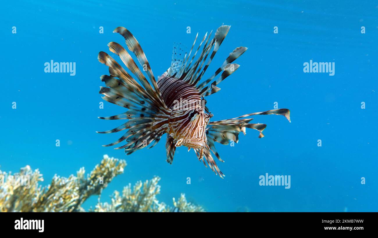 Lion Fish in the Red Sea. Lion Fish in the Red Sea in clear blue water ...