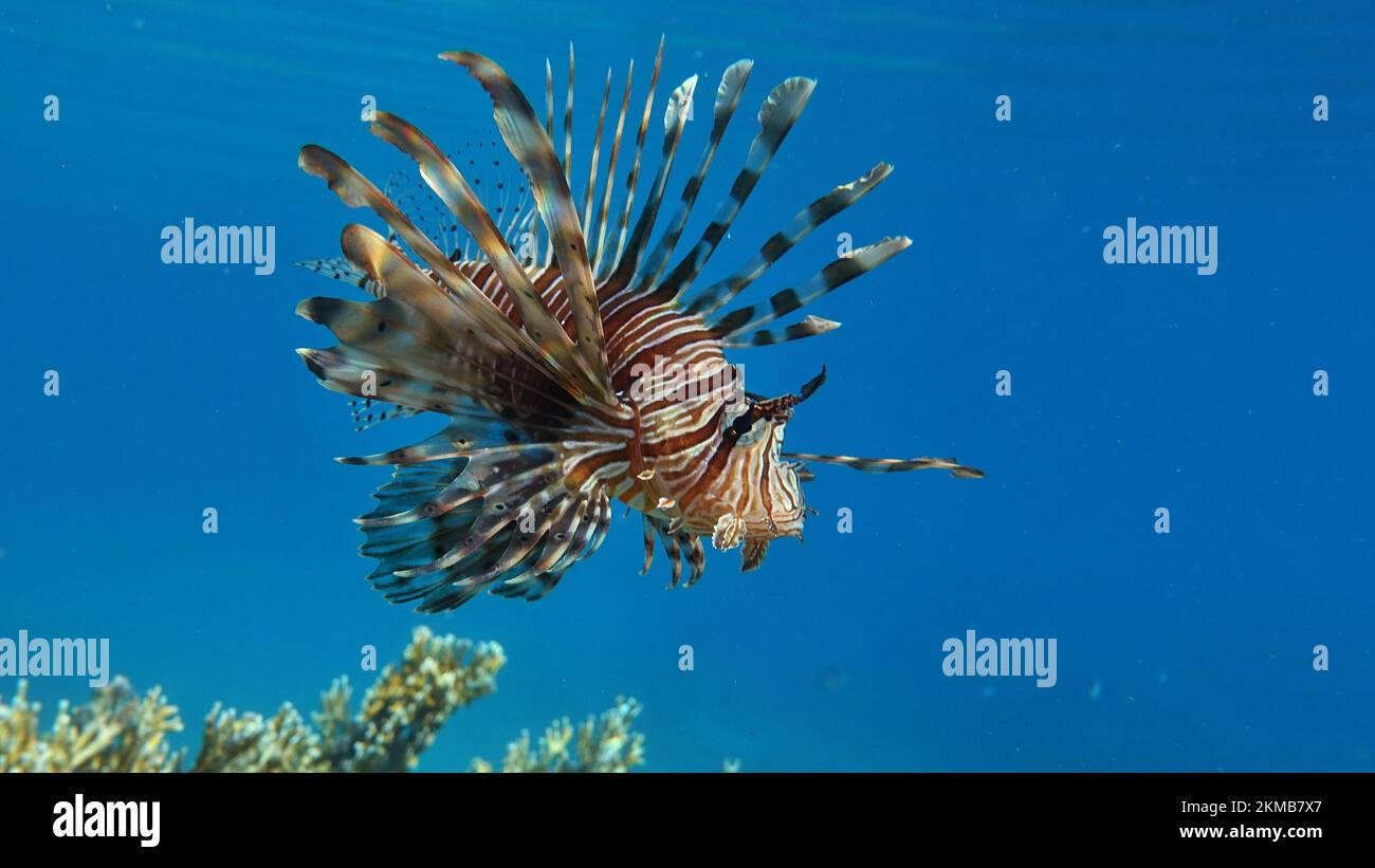 Lion Fish in the Red Sea. Lion Fish in the Red Sea in clear blue water ...