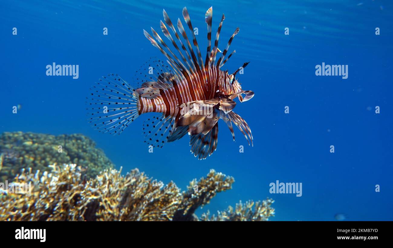 Lion Fish in the Red Sea. Lion Fish in the Red Sea in clear blue water ...