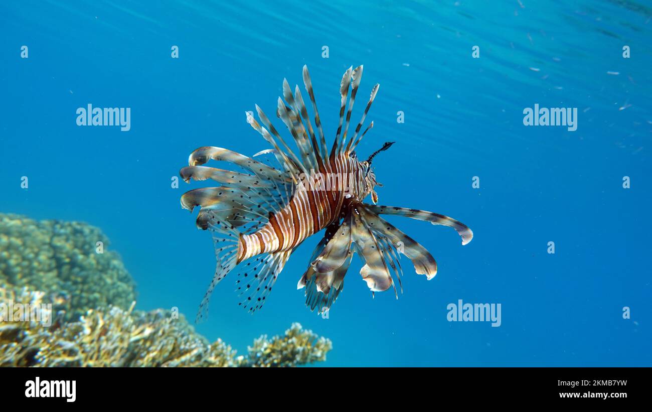 Lion Fish in the Red Sea. Lion Fish in the Red Sea in clear blue water ...
